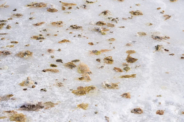 49 Duck poop Images - Free & Royalty-free Stock Duck poop Photos ...