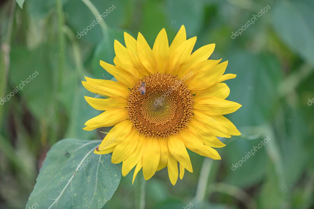 Girasol y abeja en Yarramalong Turf Supplies en Wyong Creek en la costa ... Girasol y abeja en Yarramalong Turf Supplies en Wyong Creek en la costa ...