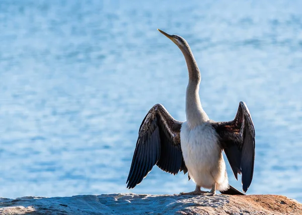 Bird drying its wings Stock Photos, Royalty Free Bird drying its wings ...