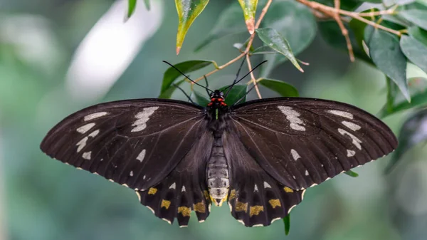 Buru Opalescent Birdwing