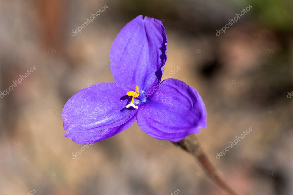 Patersonia sericea, comúnmente conocida como bandera púrpura, iris ...