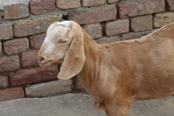 Imágenes de India goat libres de derechos | DepositPhotos