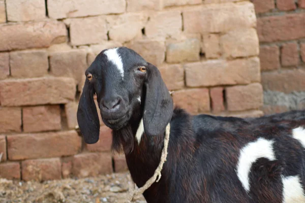 India goat Stock Photos, Royalty Free India goat Images | Depositphotos