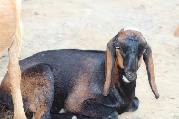 Chinese knot goat Stock Photos, Royalty Free Chinese knot goat Images ...