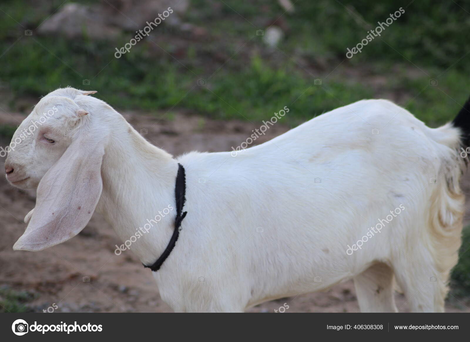 Cabra Blanca Raza India Cabras — Foto de stock © usmanmalik965 #406308308