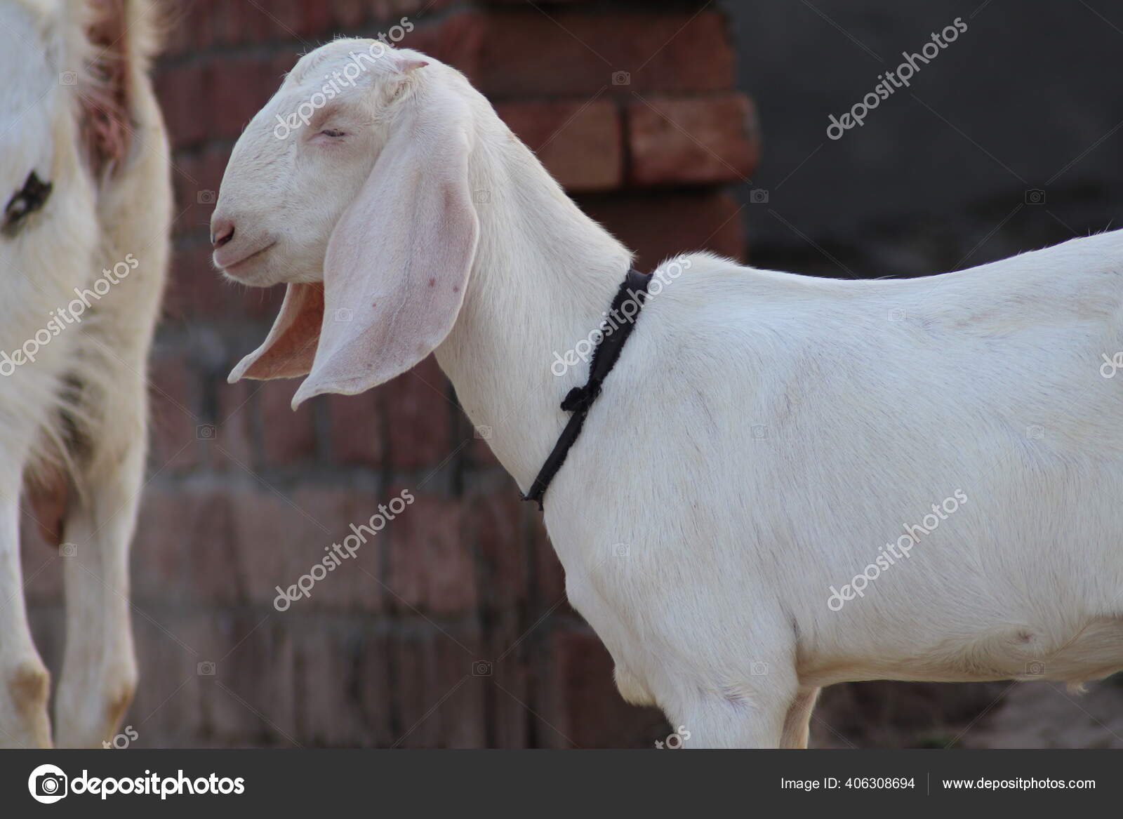 White Goat Indian Breed Goats — Stock Photo © usmanmalik965 #406308694