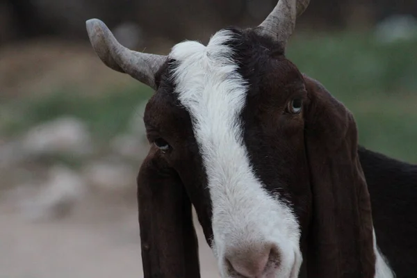 Piebald nubian goat Stock Photos, Royalty Free Piebald nubian goat ...