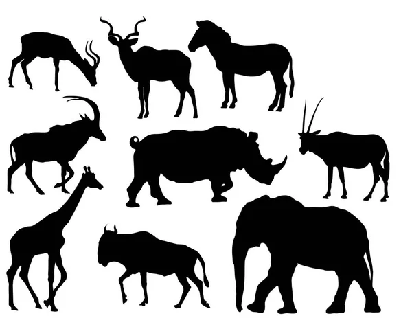 467 Koedoe Vector Images | Depositphotos