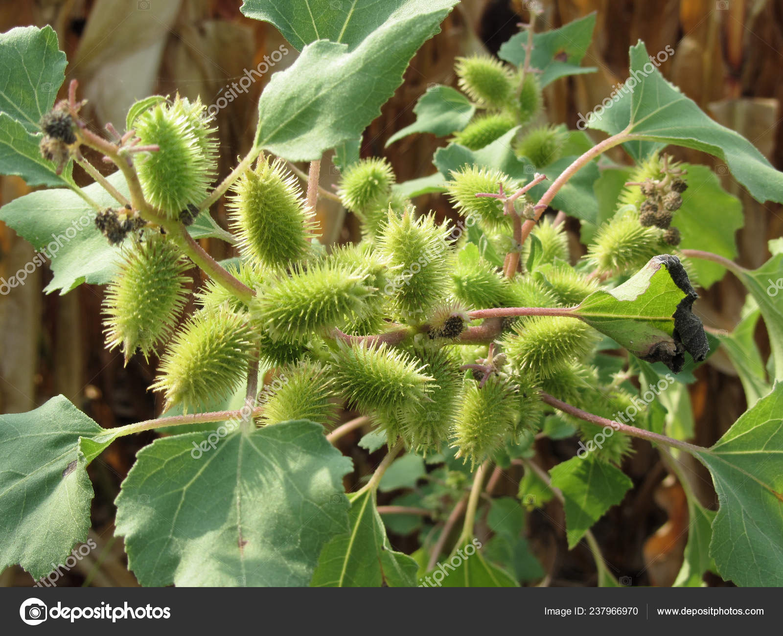Green Xanthium Plant Natural Environment Blurred Background Stock Photo ...