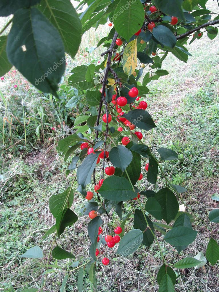 Cerezas rojas de Montmorency en el árbol en el huerto de cerezos 2022