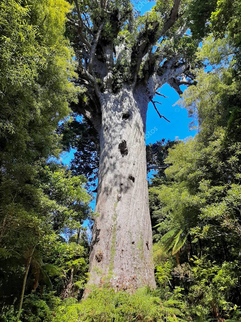 Tane Mahuta el árbol Kauri más grande de Nueva Zelanda 2022