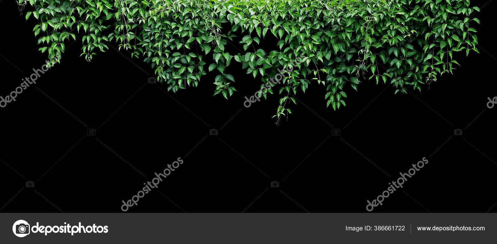 Dark Green Vine