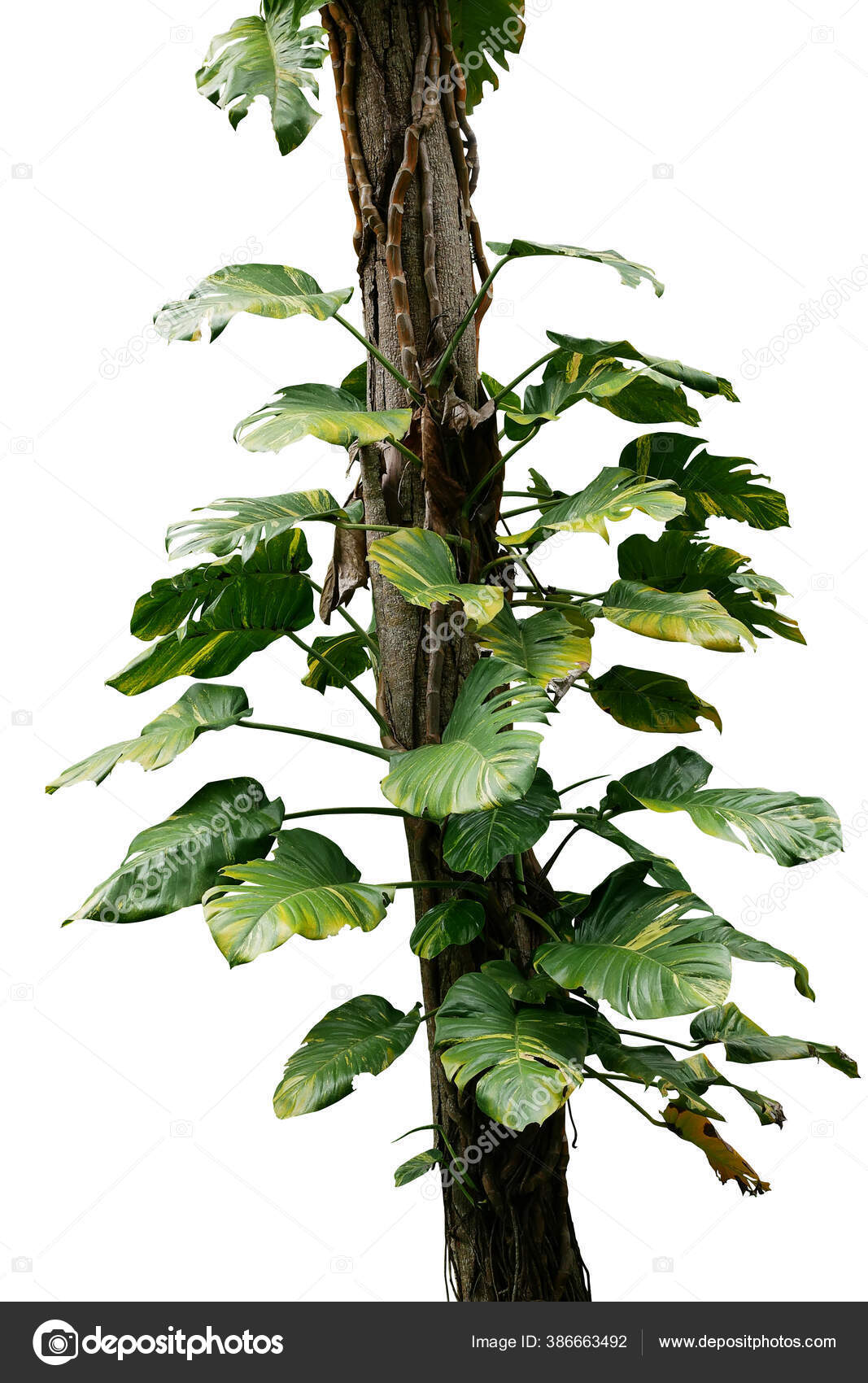 Giant Pothos
