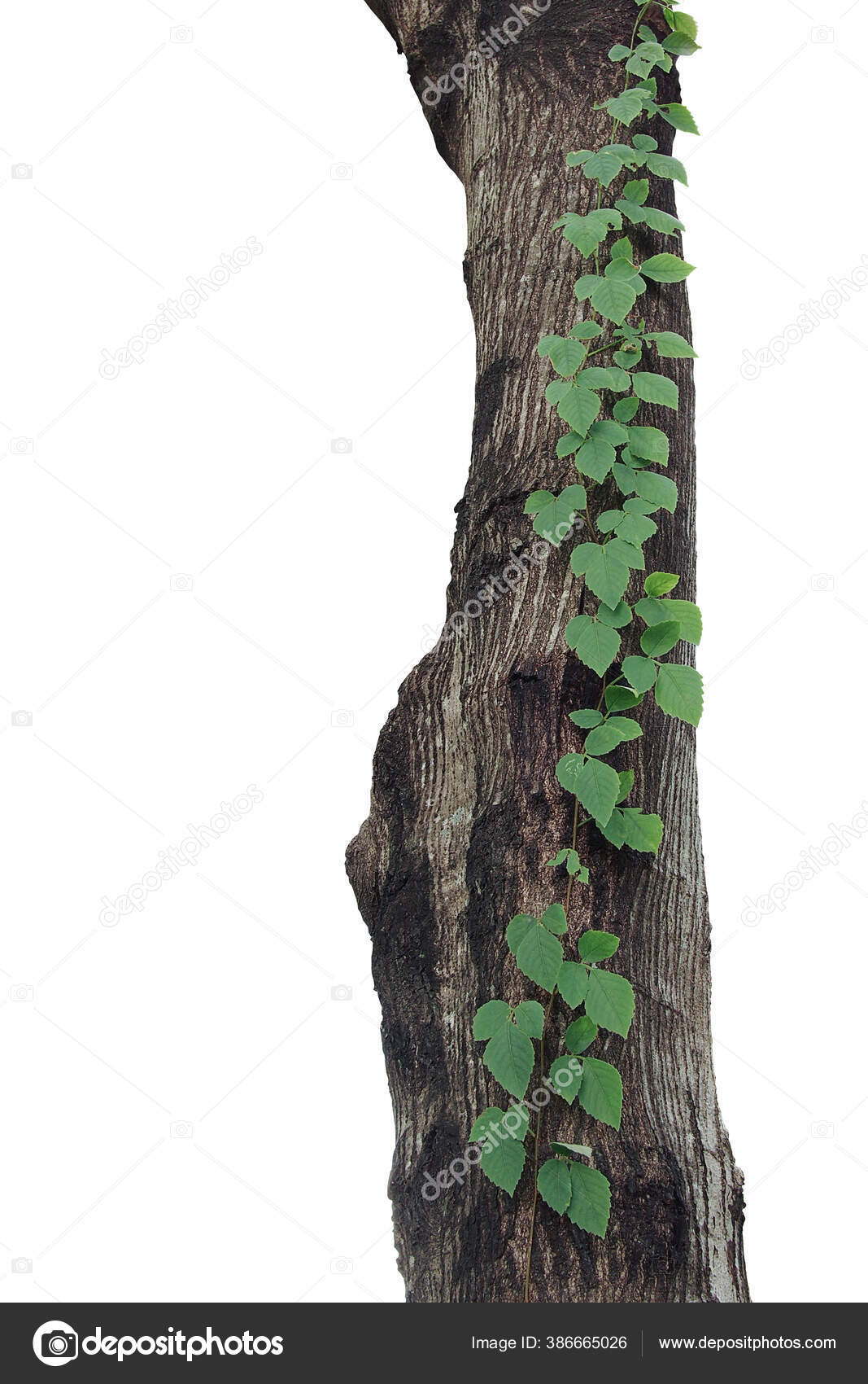 Three Leaved Wild Vine Bush Grape Cayratia Trifolia Jungle Liana ...