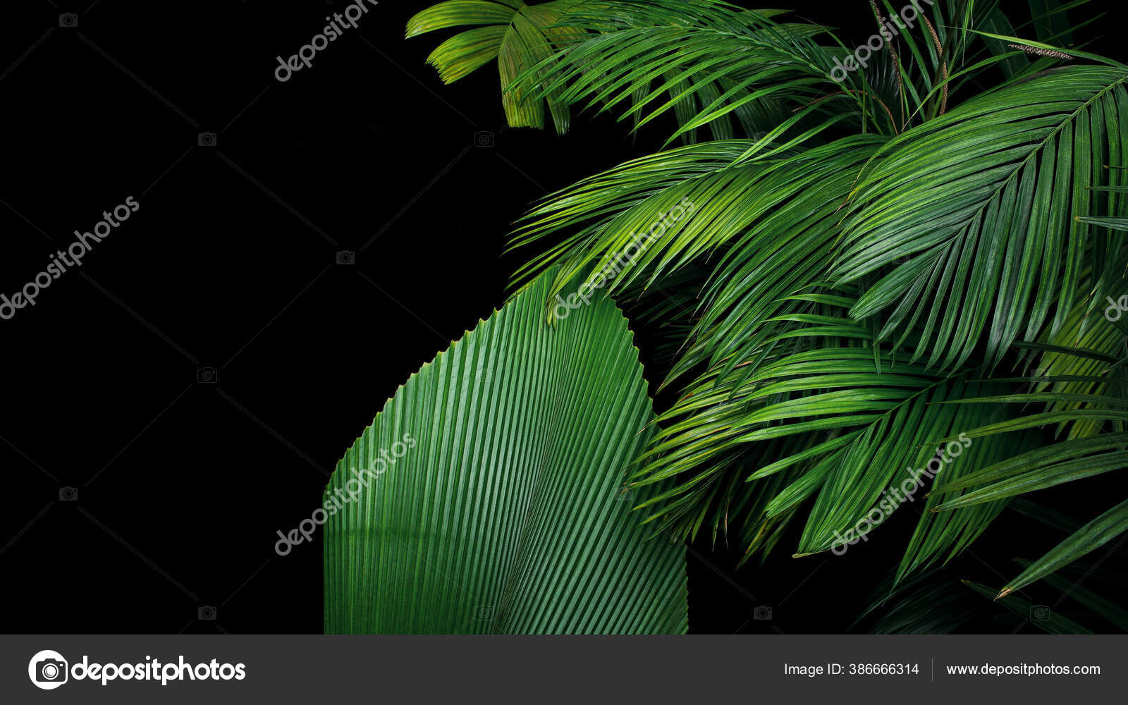 Palm Leaves Tropical Plant Growing Wild Black Background — Stock Photo ...