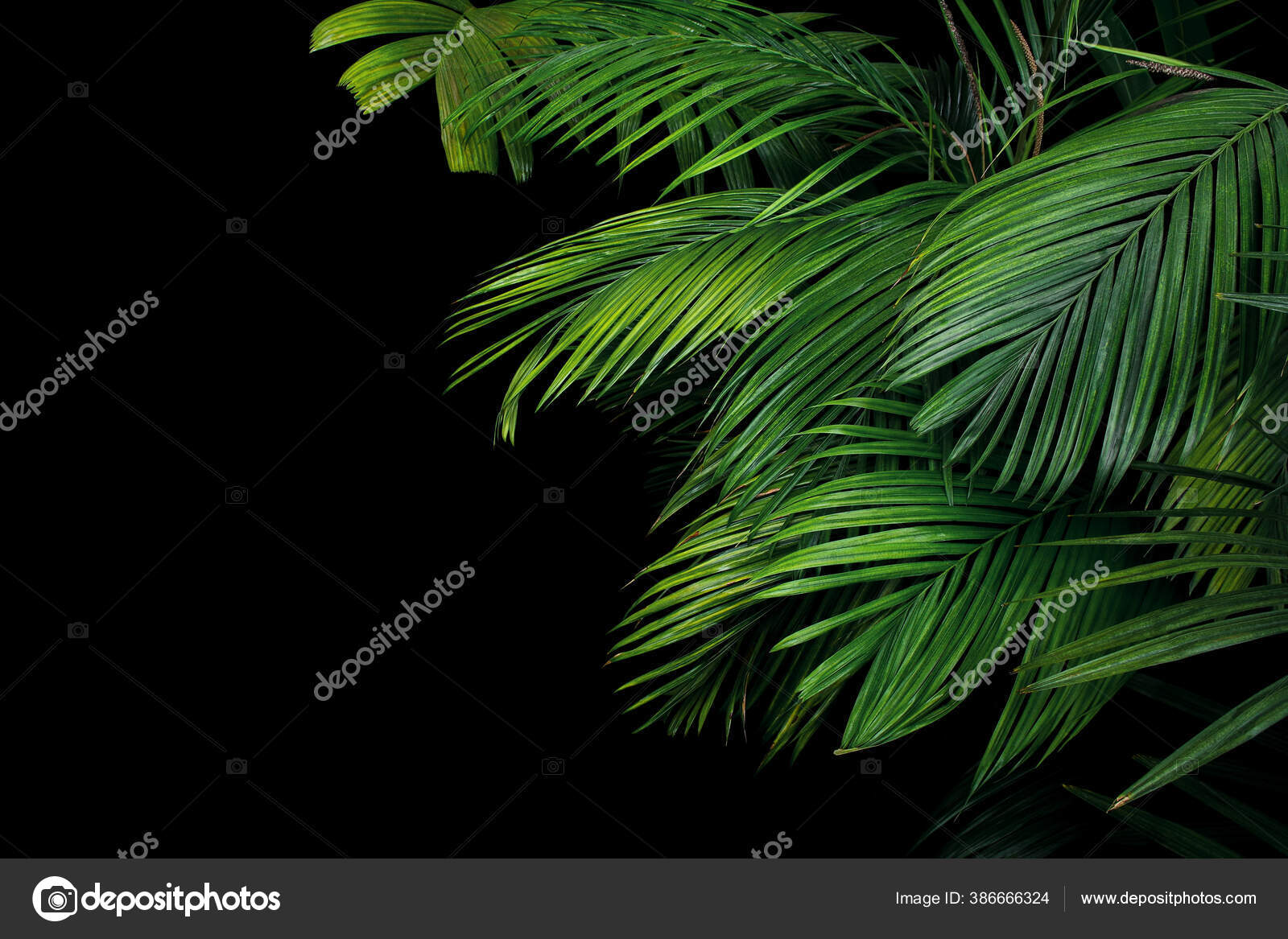 Palm Leaves Tropical Plant Growing Wild Black Background — Stock Photo ...