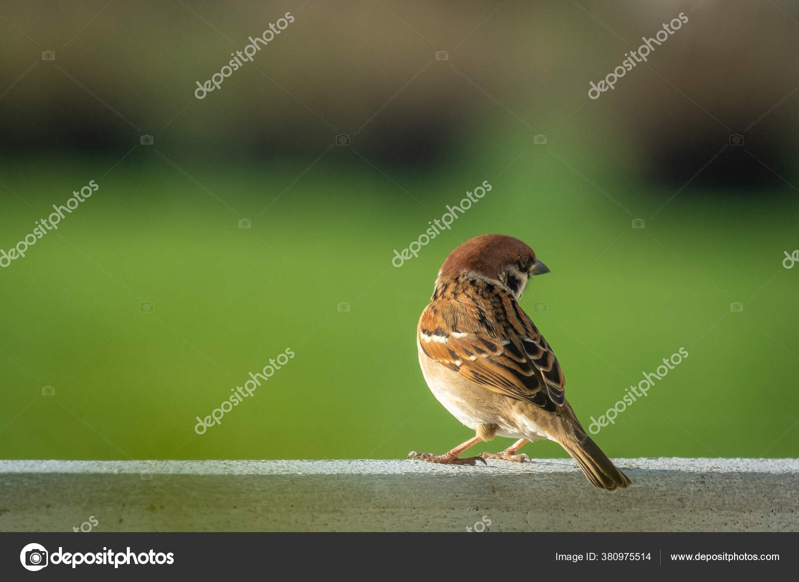 Gorrión Parapeto Balkony: fotografía de stock © foto.rigg.at #380975514 ...