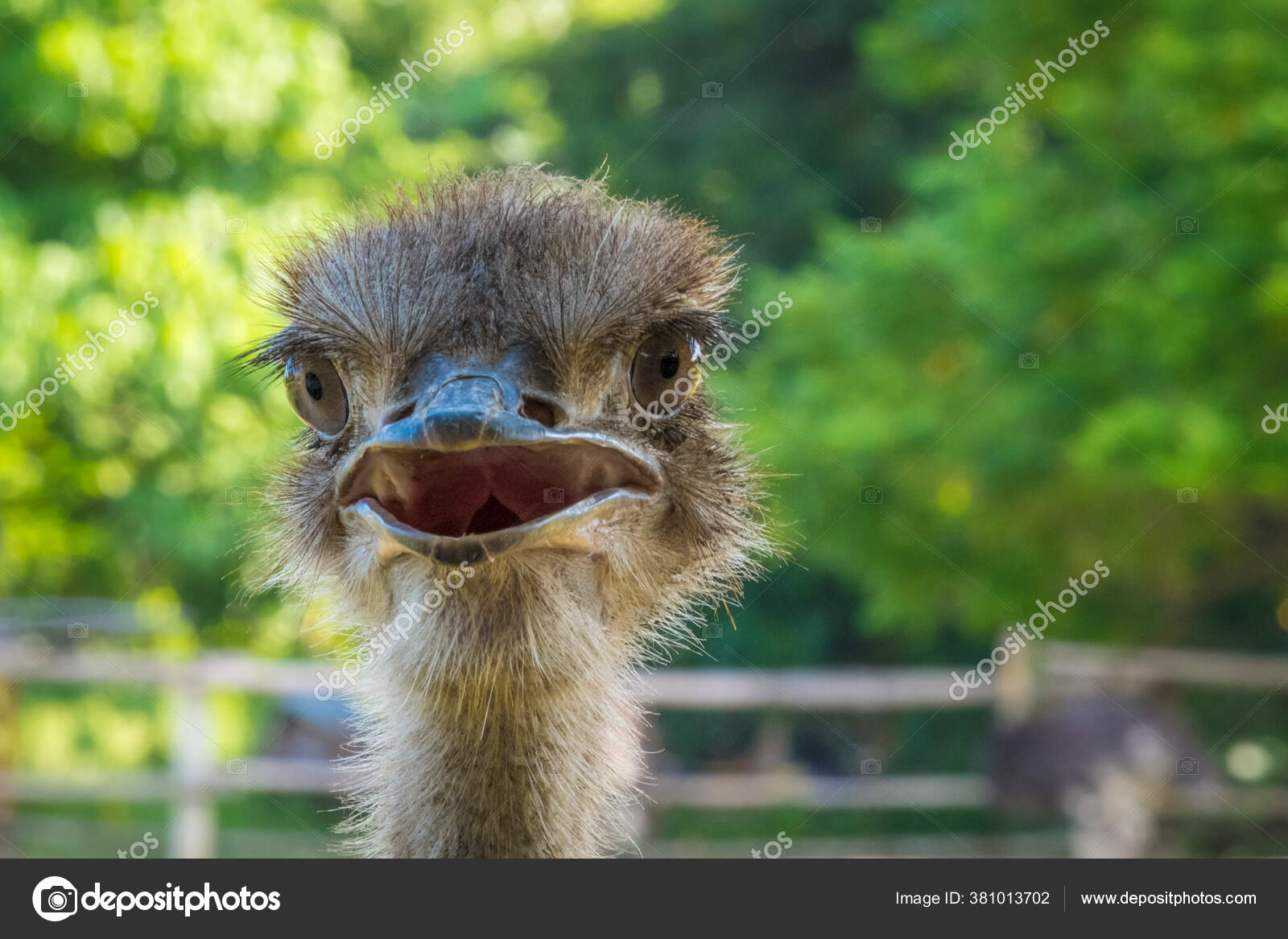 Funny Head Big Bird Nandu Stock Photo by ©foto.rigg.at 381013702