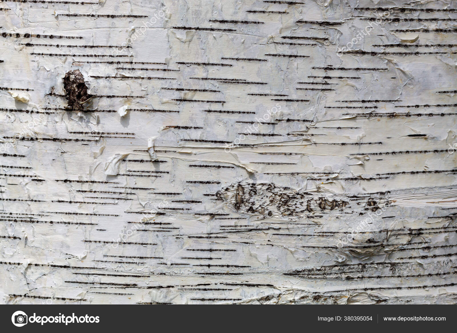 Birch Tree Bark Texture Close Texture Useful Background Image Use ...