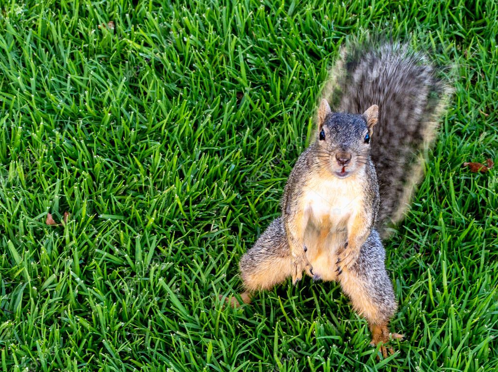 Primer plano de una ardilla de pie sobre sus patas traseras con sus ...