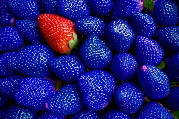 Blue strawberries Stock Photos, Royalty Free Blue strawberries Images ...