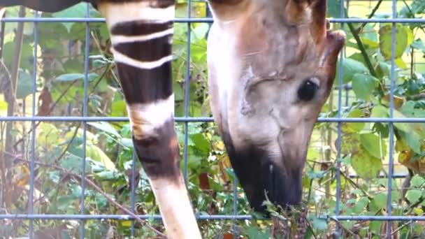 58 Okapi Videos, Royalty-free Stock Okapi Footage | Depositphotos