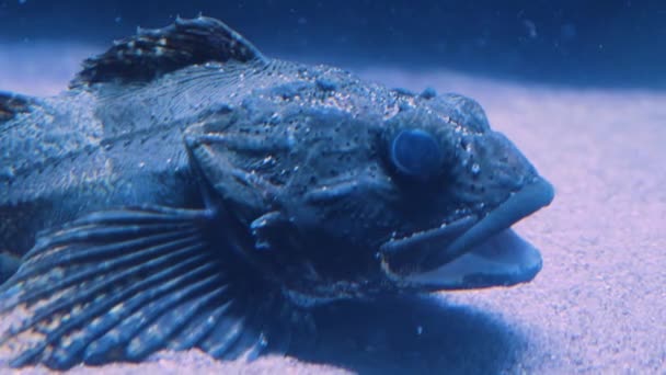 43 Lobo peixe Videos, Royalty-free Stock Lobo peixe Footage | Depositphotos