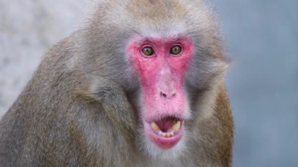 25 Flabbergast Videos, Royalty-free Stock Flabbergast Footage ...