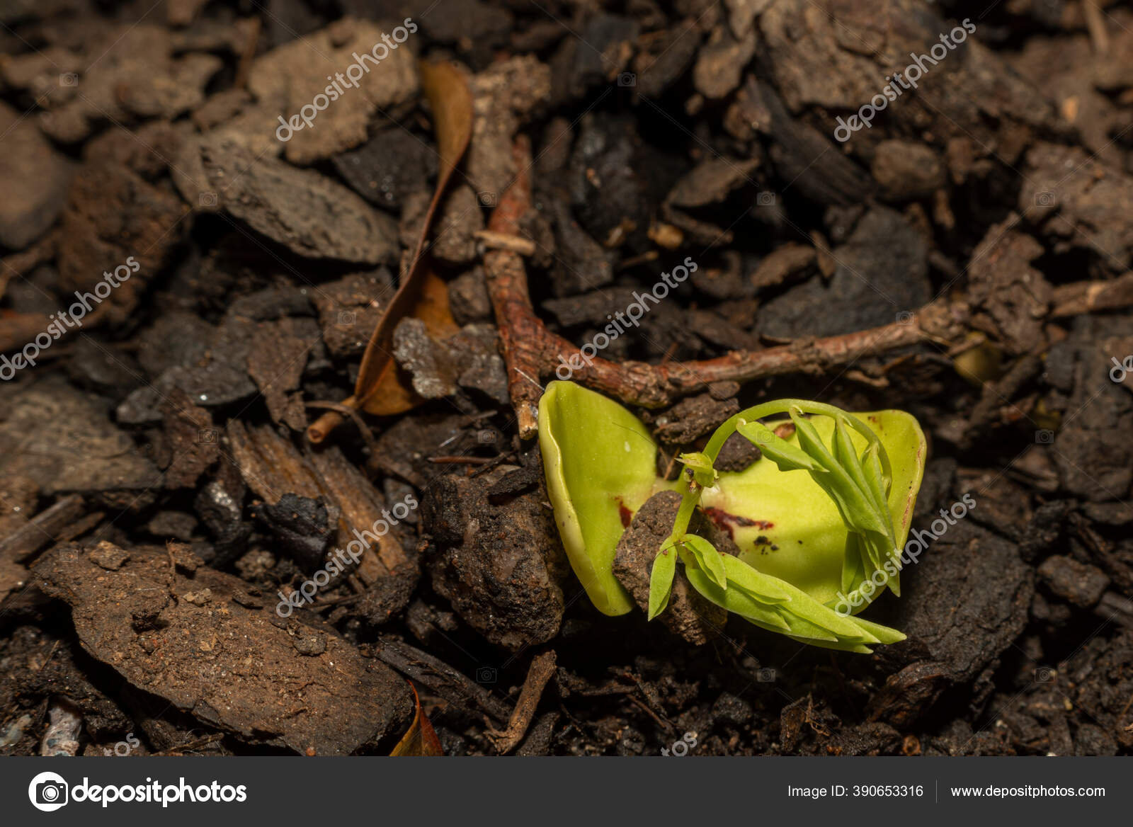 New Born Plants Starting Bloom Sunlight — Stock Photo © miltonbuzon ...