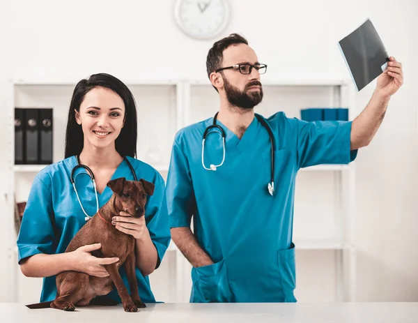 ᐈ Vet surgery stock photos, Royalty Free veterinary surgery photos ...