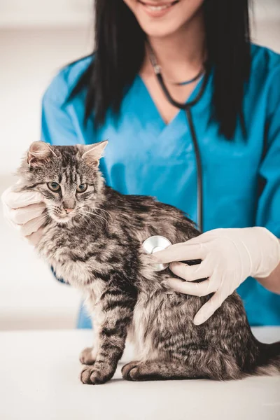 Veterinary — Stock Photo © vadimphoto1@gmail.com #62061255