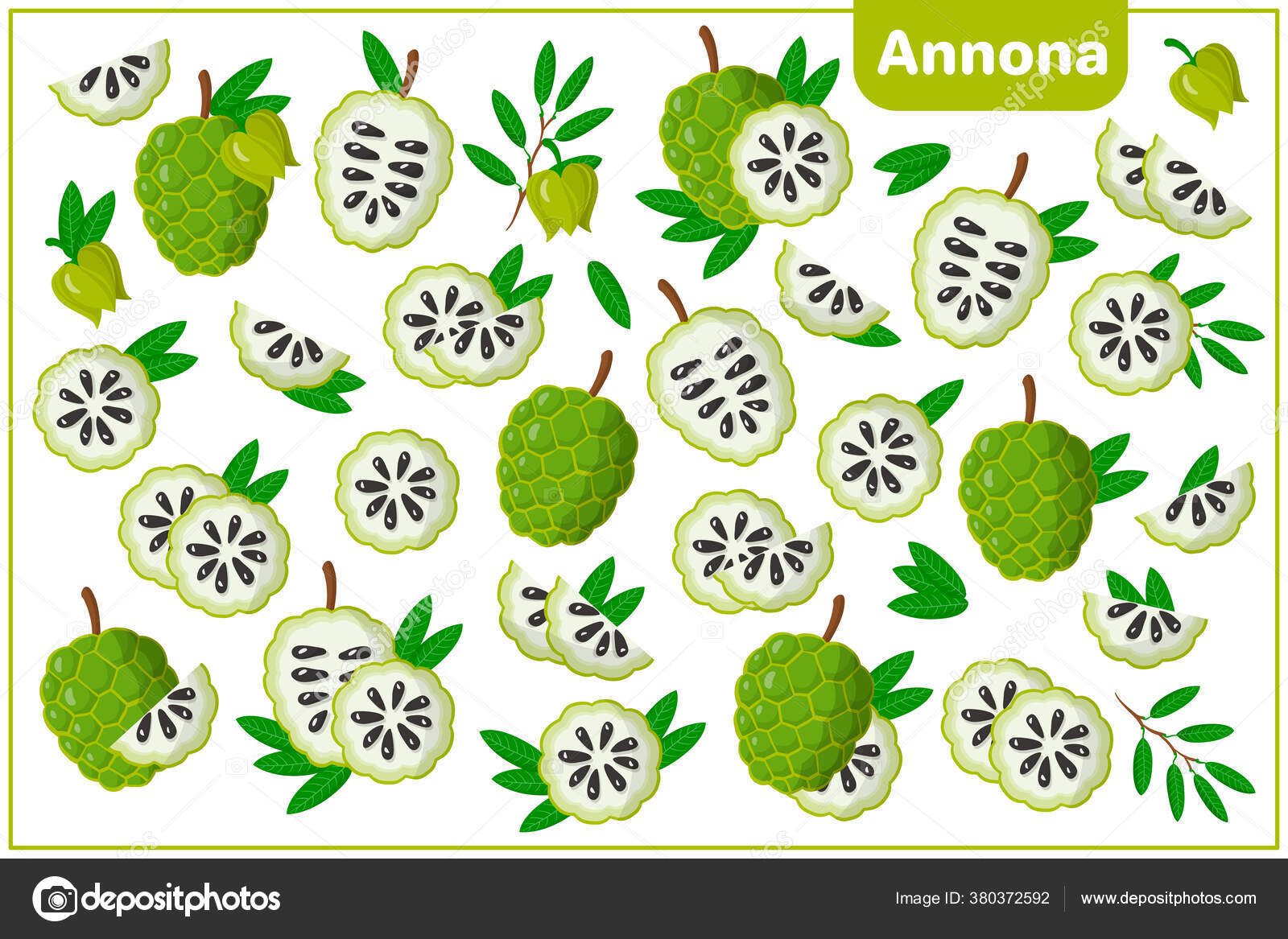 Set Vector Cartoon Illustrations Whole Half Cut Slice Annona Exotic ...