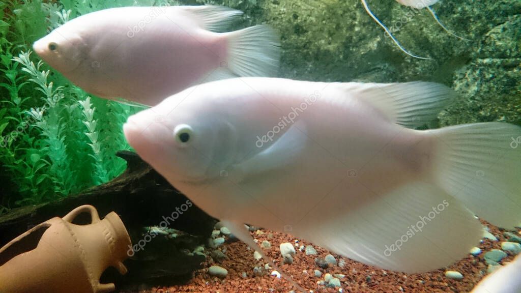 Un grupo de peces de colores en el zoológico 2022