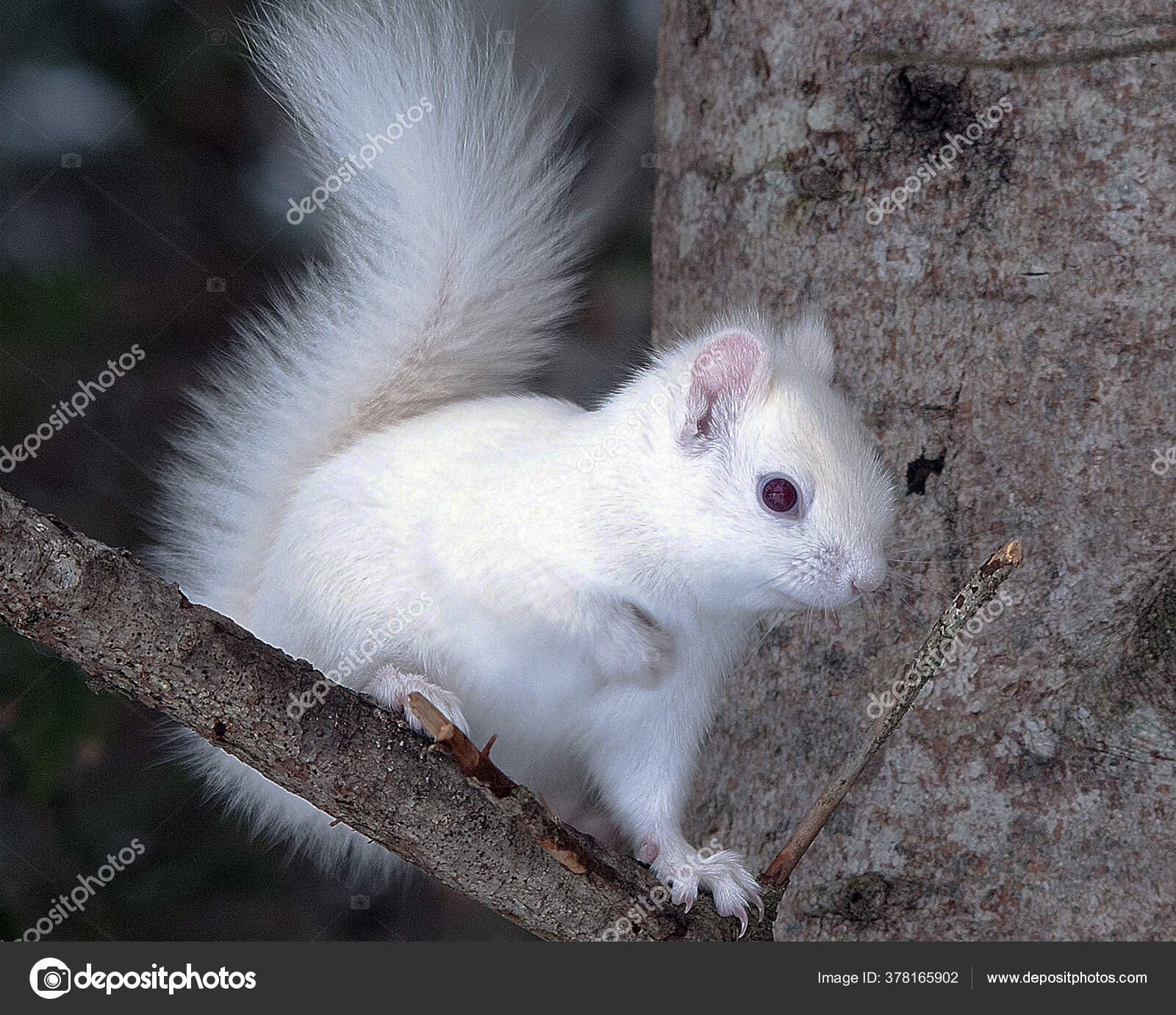 Albino Squirrel Close Profile View Sitting Tree Branch Forest ...