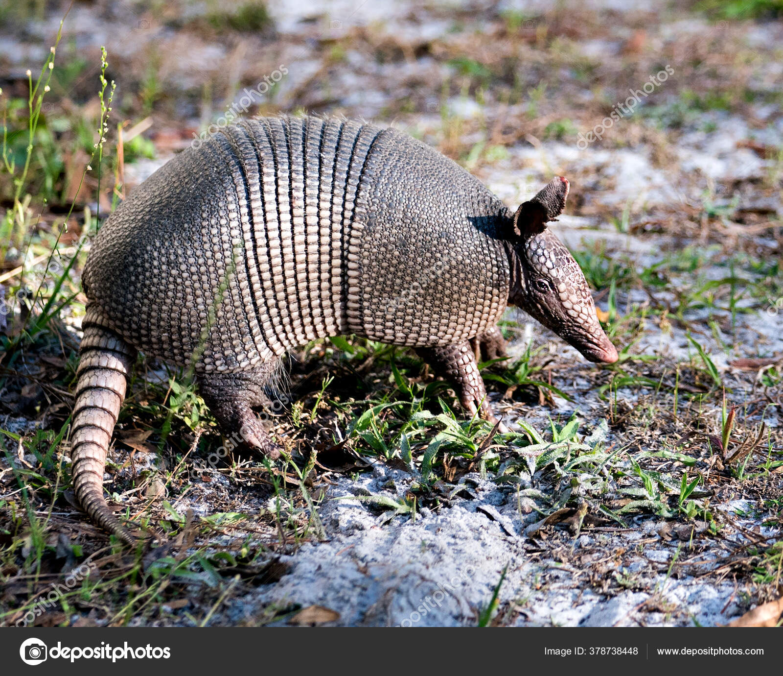 Armadillo Animal Close Profile View Field Enjoying Its Surrounding ...