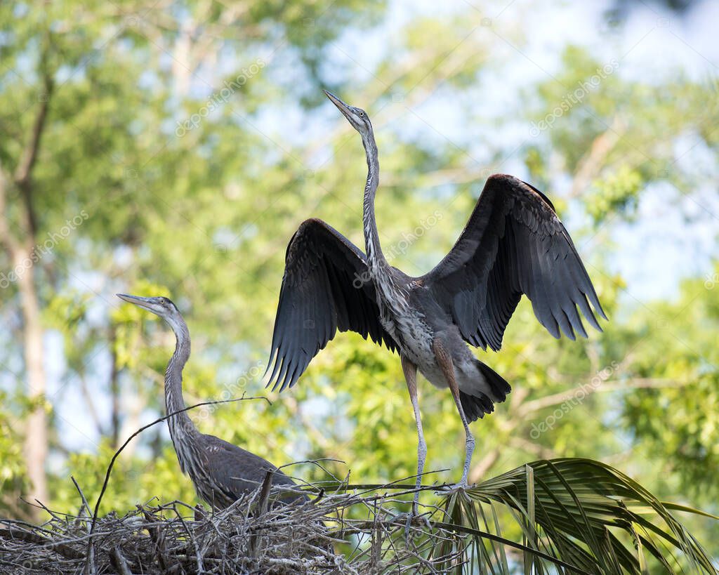 Pájaro de garzas Bleu en cortejo en el nido mientras expone sus cuerpos ...