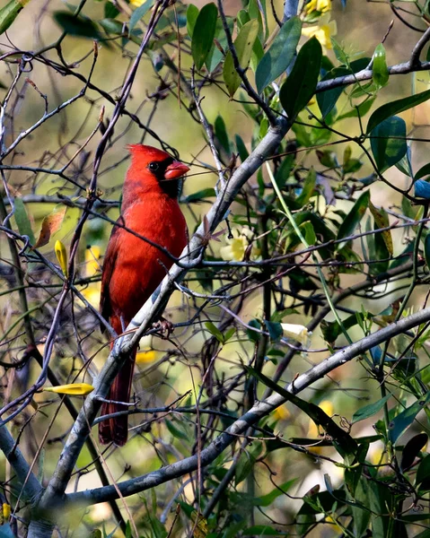 Cardinal bird close-up profile view female perched on a branch showing ...