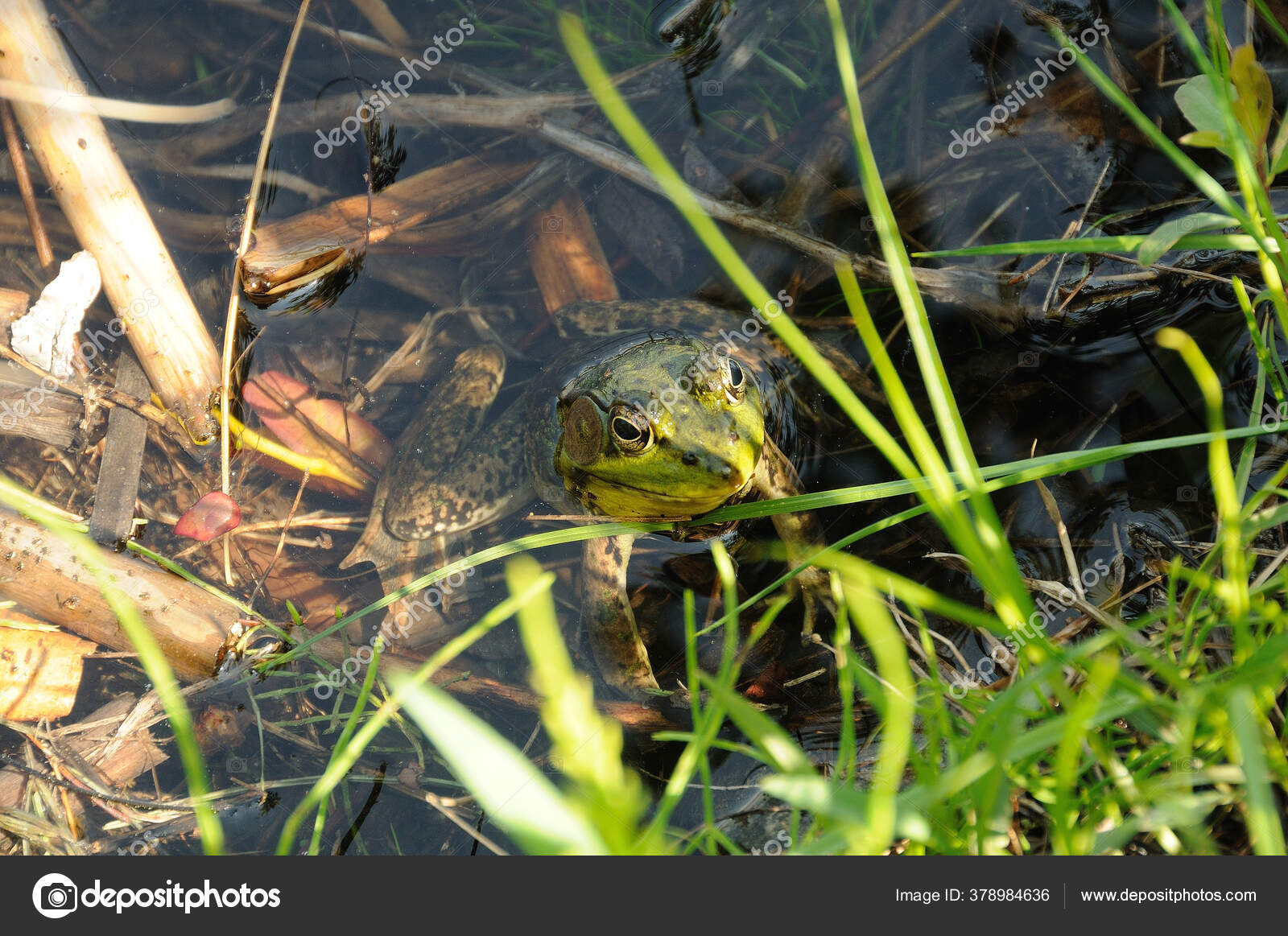Frog Sitting Log Water Exposing Green Body Head Legs Eye — Stock Photo ...