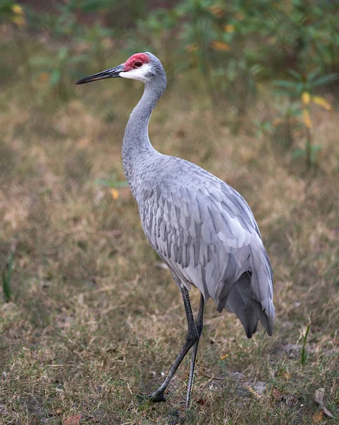 American crane Stock Photos, Royalty Free American crane Images ...