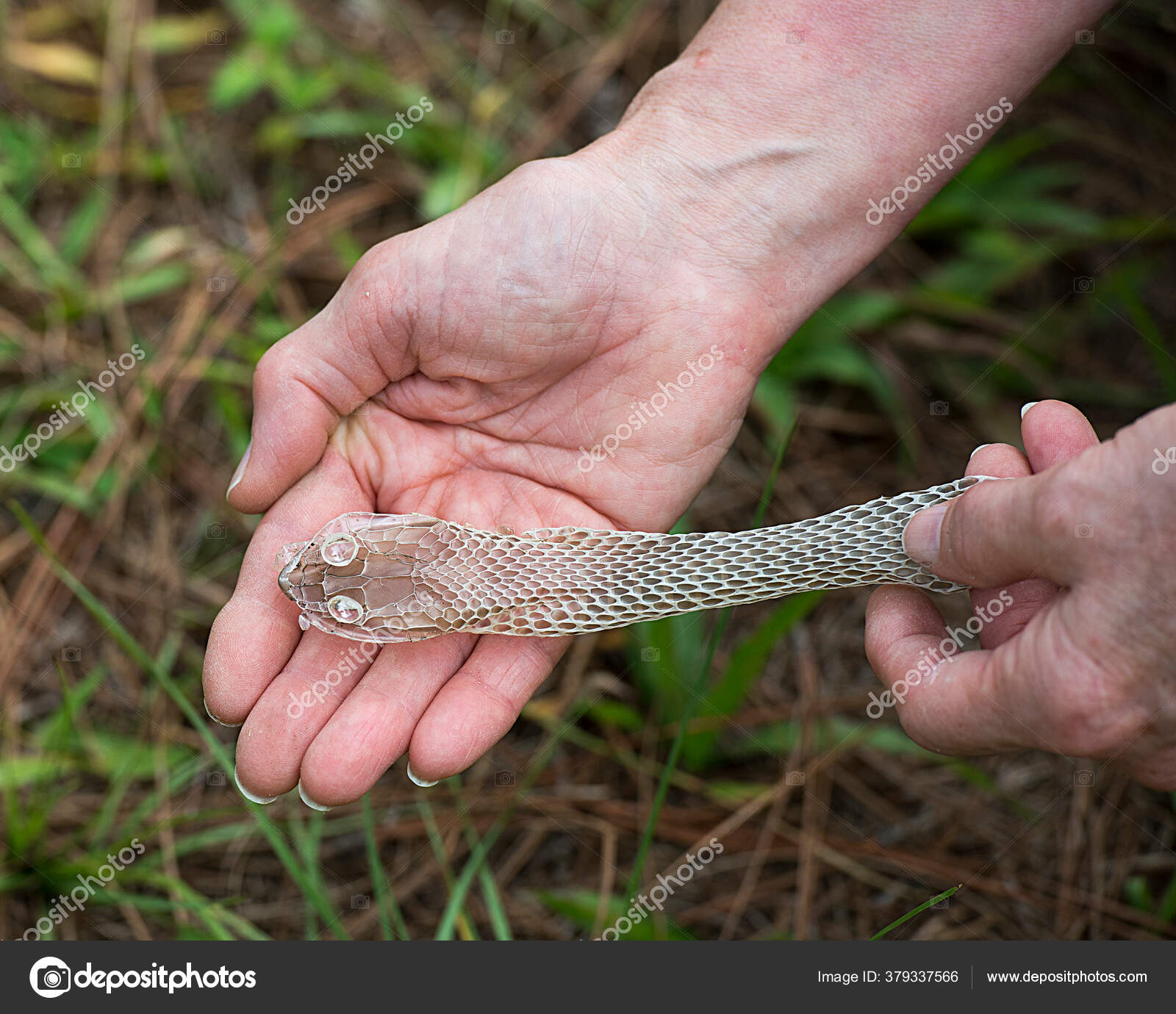 Reptiles Snakes Shed Skin Born Again? How And Why Reptiles Shed Their