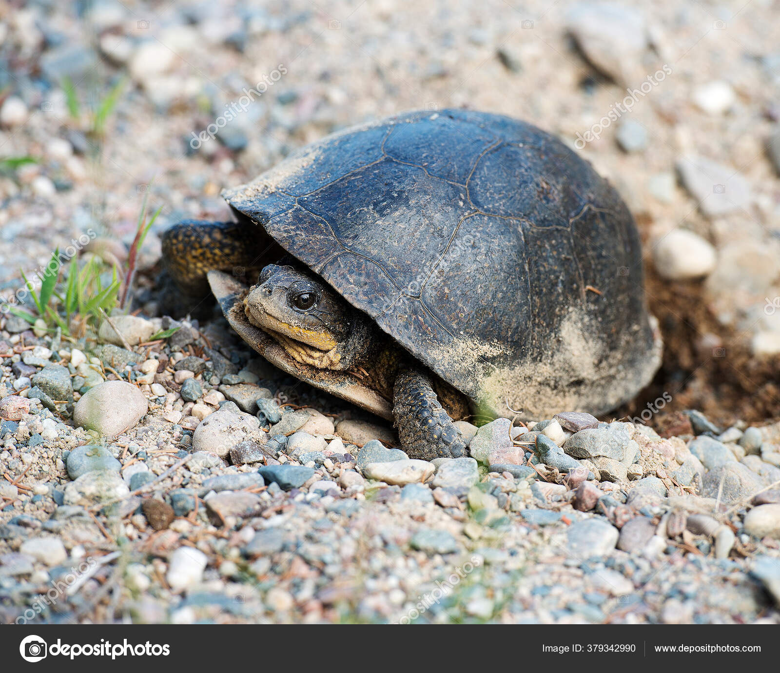Musk Stinkpot Turtle Close Profile View Displaying Carapace Shell ...