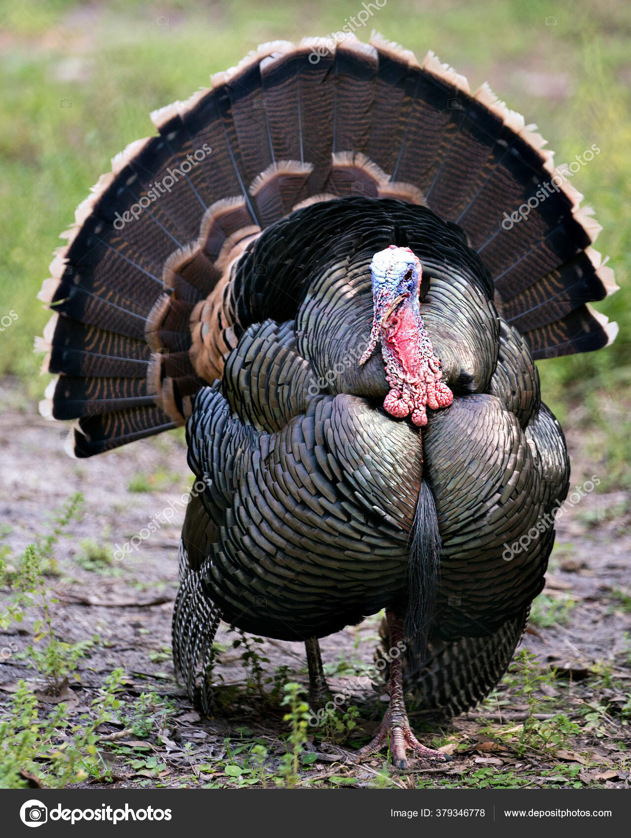 Wild Turkey