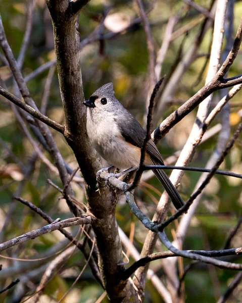Common titmouse Stock Photos, Royalty Free Common titmouse Images ...