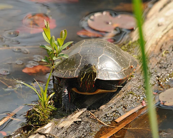 Northern map turtle Stock Photos, Royalty Free Northern map turtle ...