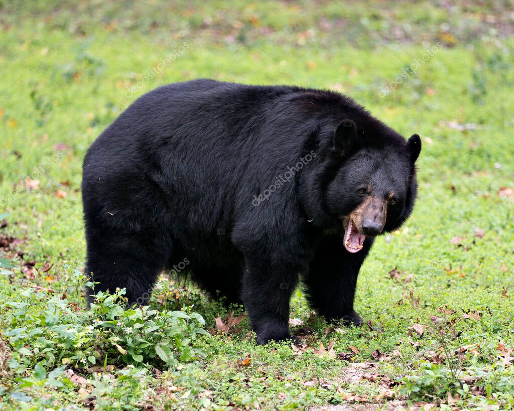 Oso negro animal vista de primer plano del perfil en el bostezo del ...