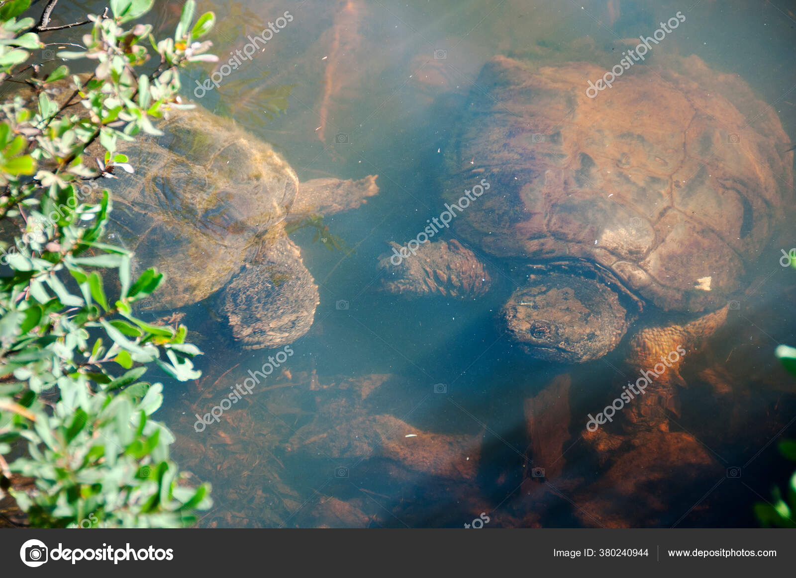 Snapping Turtles Water Displaying Turtle Shell Head Eye Nose Paws Stock ...