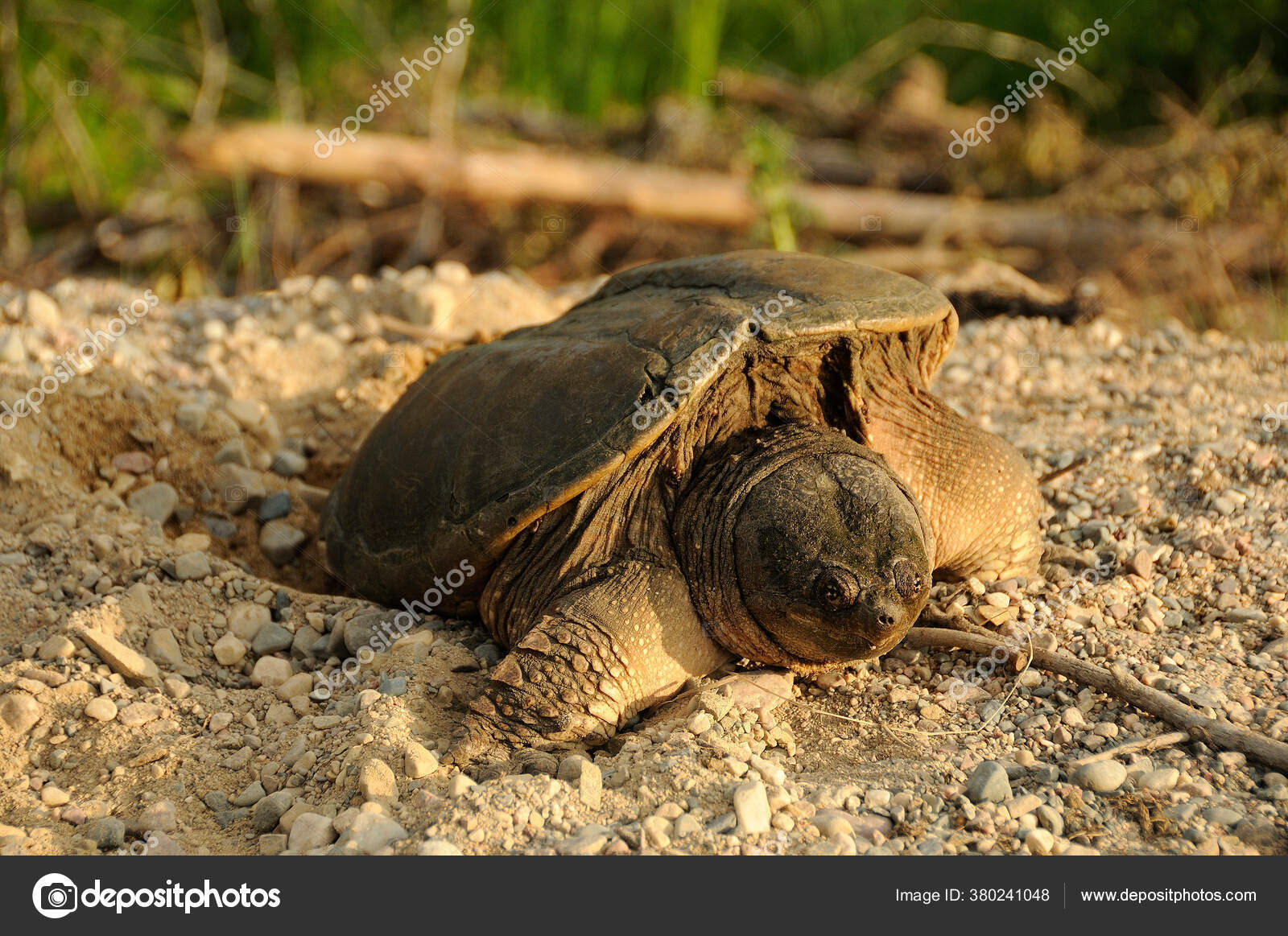 Snapping Turtle Making Hole Hatch Turtle Eggs Its Environment ...