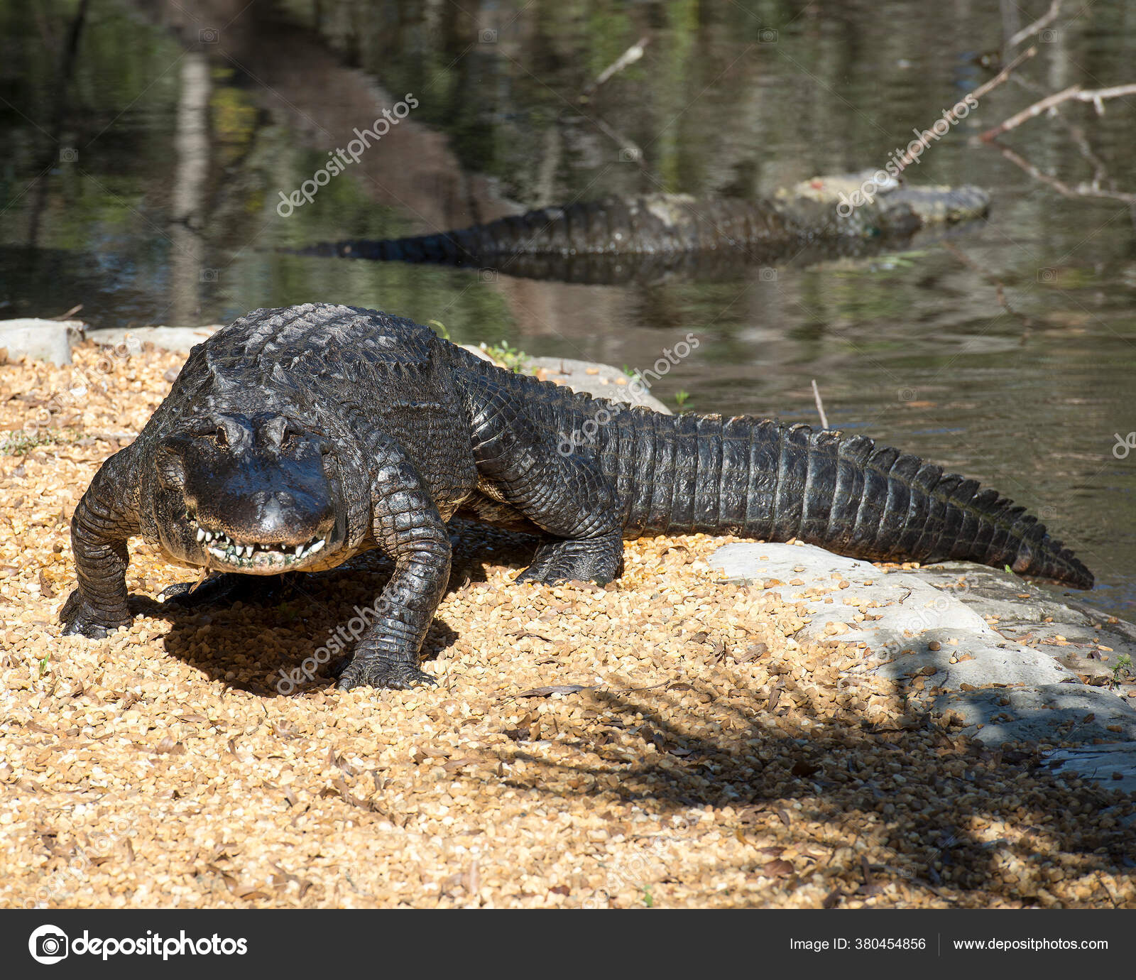 Alligator Close Profile View Water Exposing Its Head Teeth Nose — Stock ...