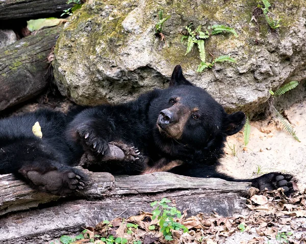 Black bear sleeping Stock Photos, Royalty Free Black bear sleeping Images | Depositphotos