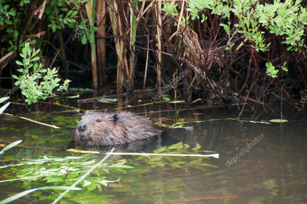 Castor comiendo en el agua exponiendo su pelaje marrón, cuerpo, cabeza ...
